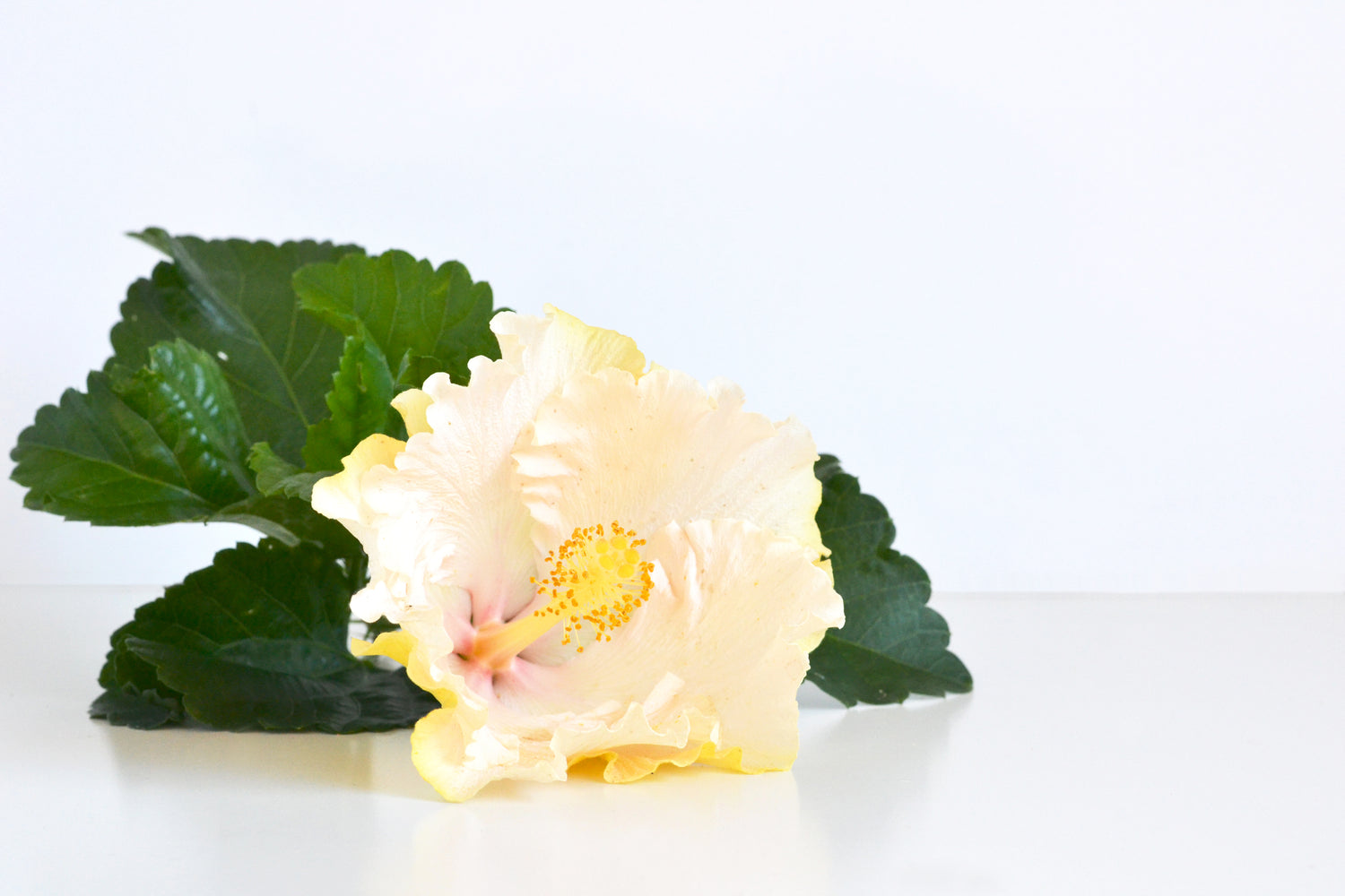 Friday faves | 10.04.15 – makeandtell